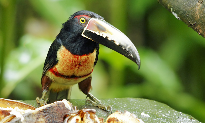 Meeting The Toucans of Arenal Rainforest | Who They Are, and How to See ...