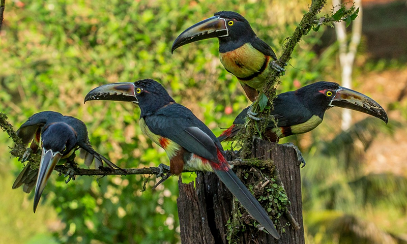 Meeting The Toucans of Arenal Rainforest | Who They Are, and How to See ...