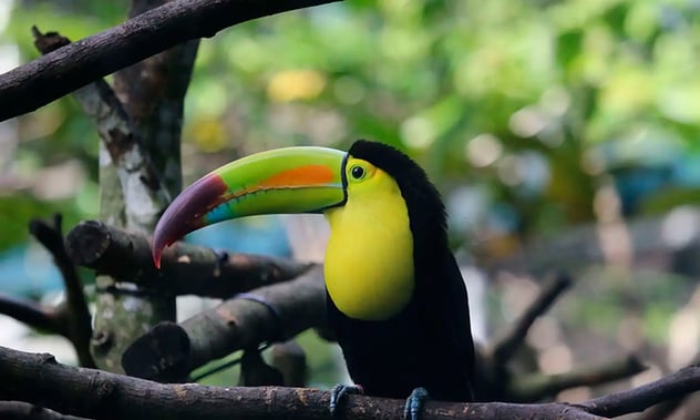 Meeting The Toucans of Arenal Rainforest | Who They Are, and How to See ...