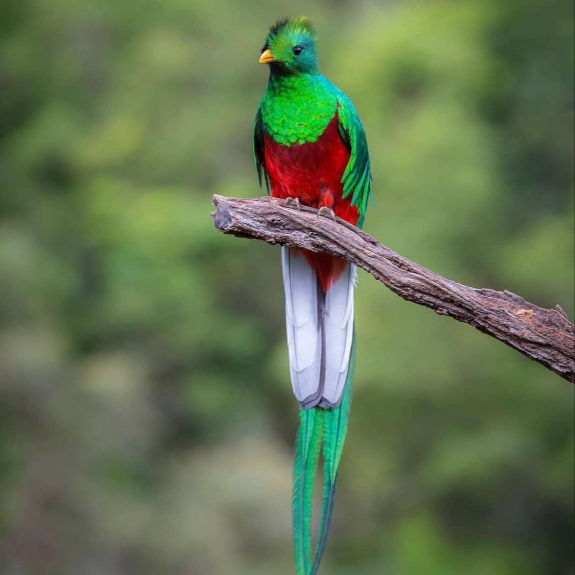 Birdwatching in Costa Rica