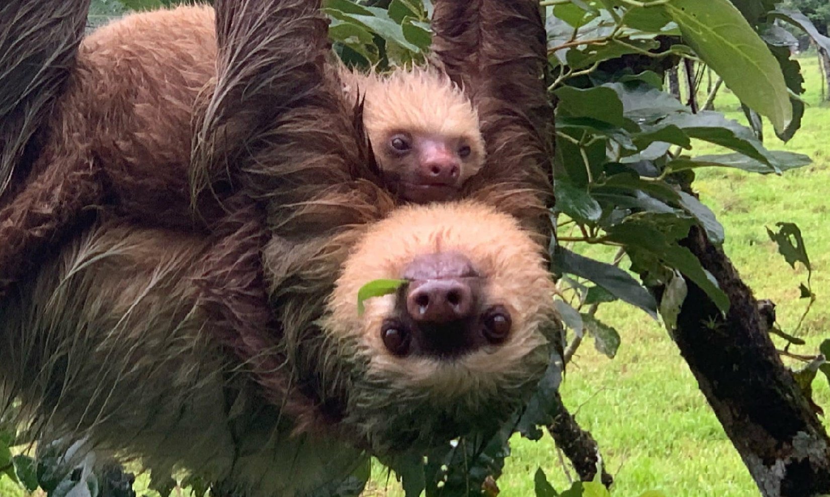 Nayara’s Animal Ambassadors: Wild Horses, Dolphins, Sloths & Llamas